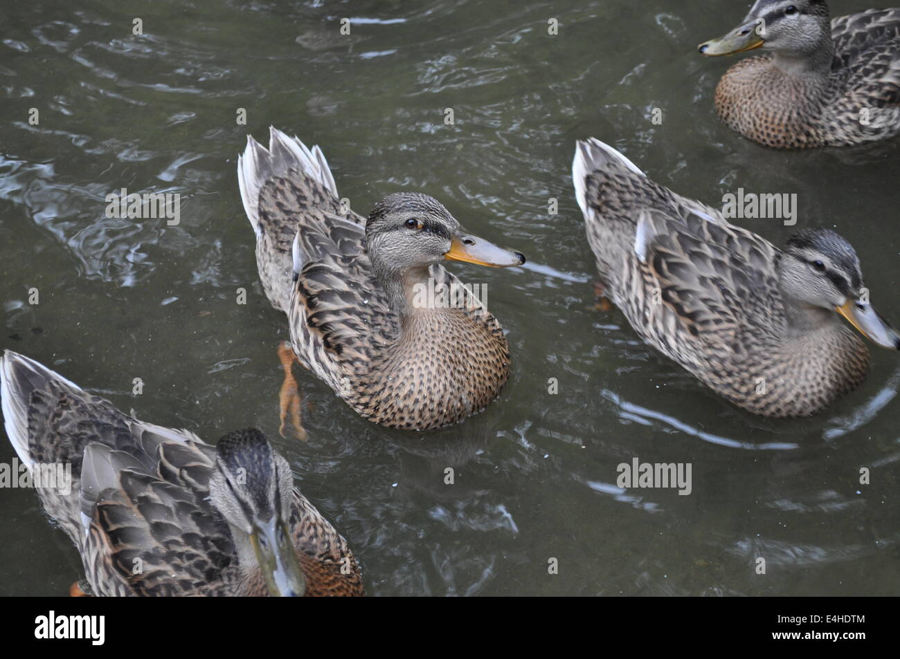 Four Ducks Swim in a Pond Stock Photo - Alamy