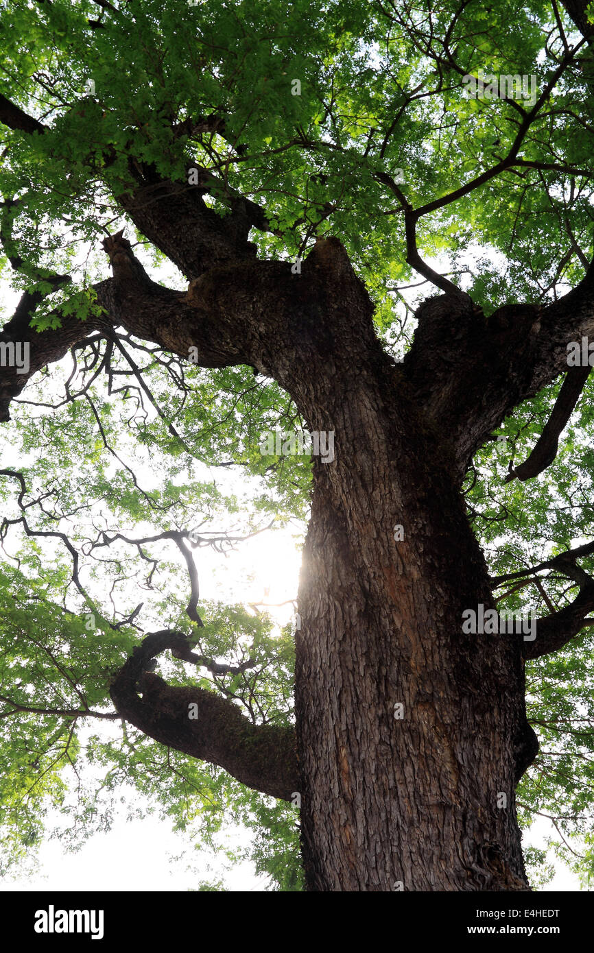 Big shiny green leaf hi-res stock photography and images - Alamy