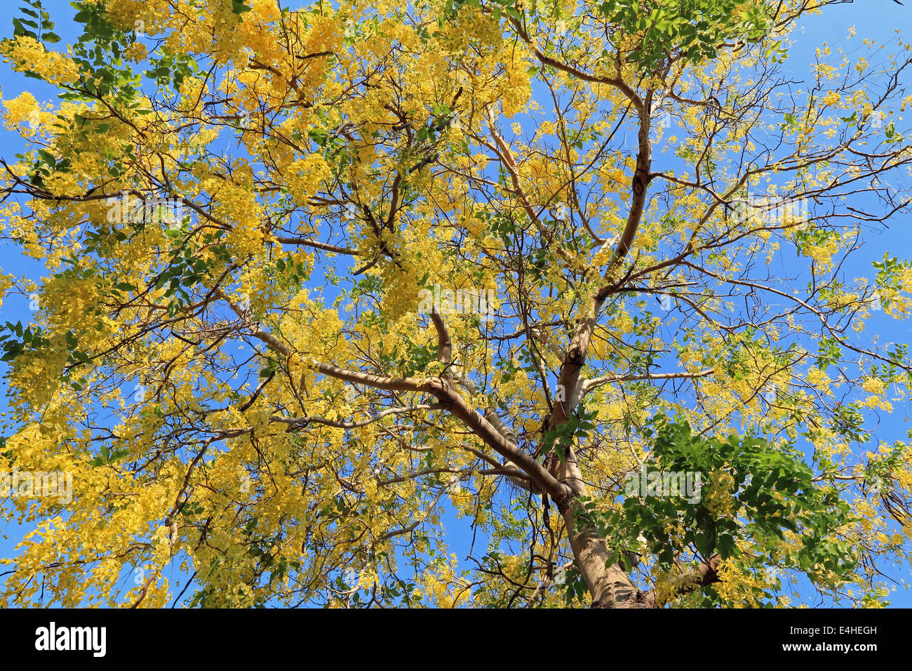 Tropical tree yellow flower hi-res stock photography and images - Alamy