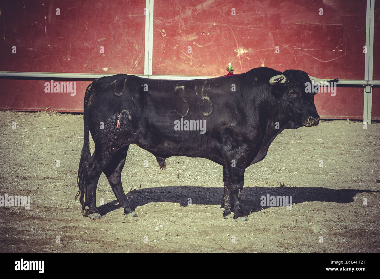 strong bullfight, traditional Spanish party where a matador fighting a ...