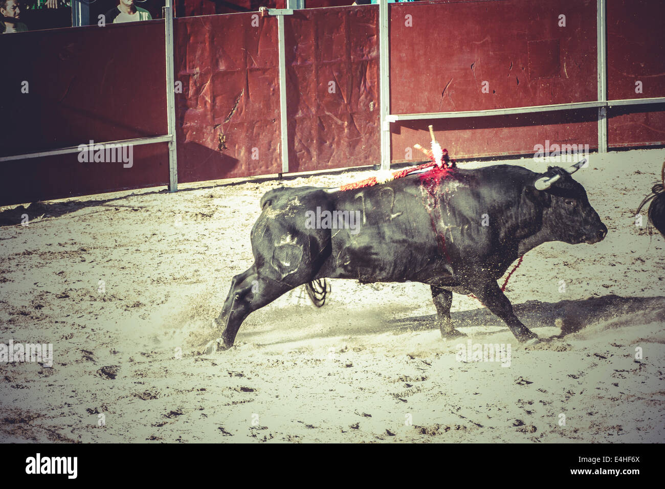 bullfight, traditional Spanish party where a matador fighting a bull ...
