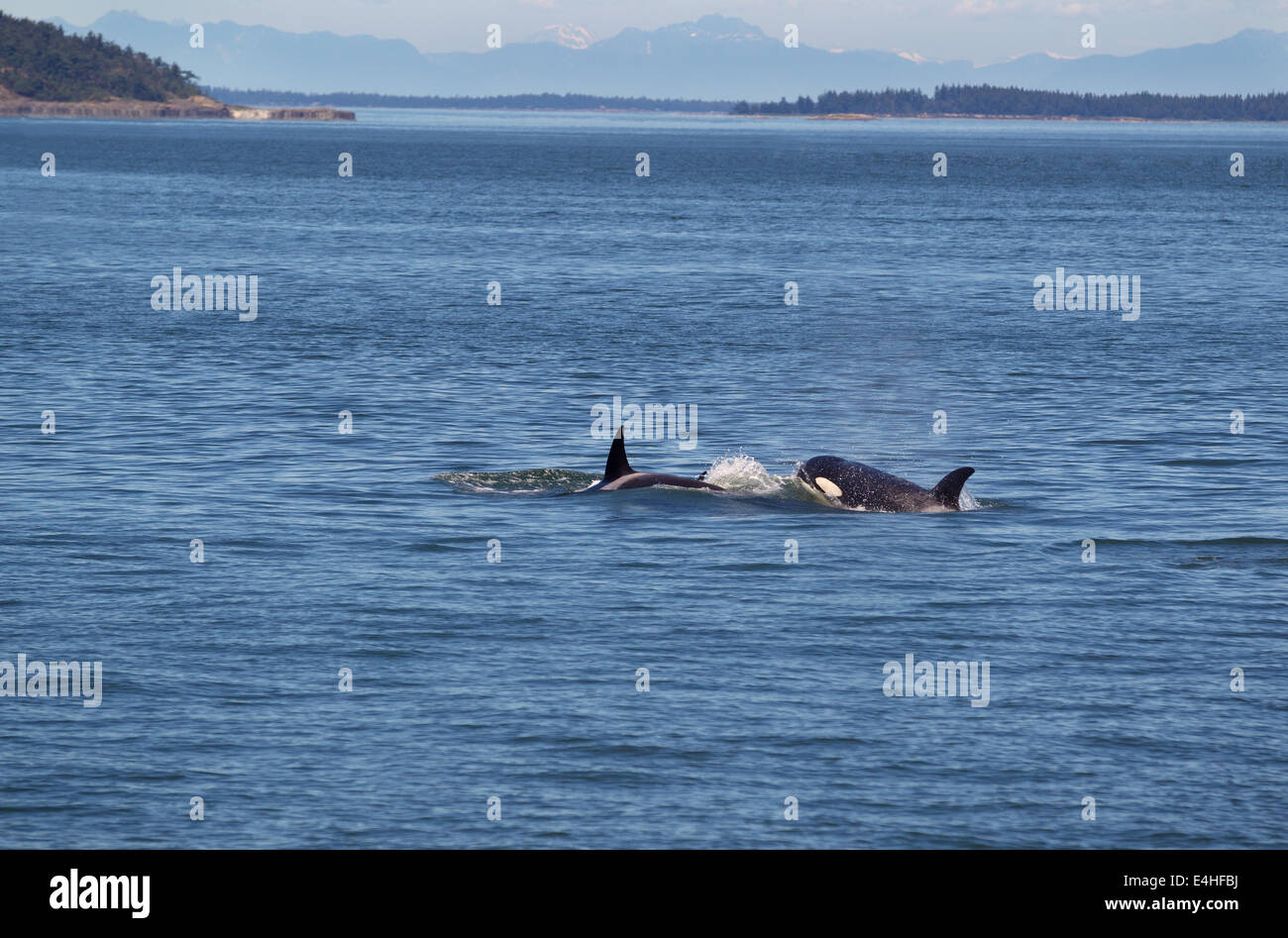 Horizontal photo of two young adult Orca Whales chasing each other in ...