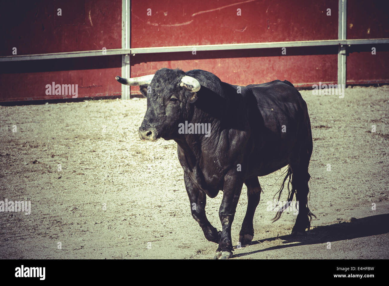 bullfight, traditional Spanish party where a matador fighting a bull ...
