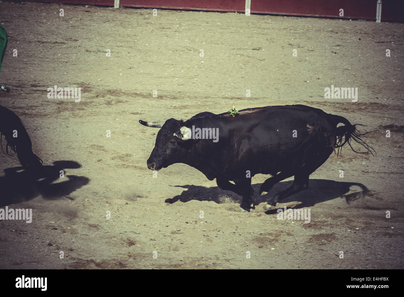 brave, bullfight, traditional Spanish party where a matador fighting a ...