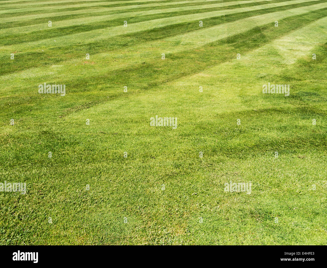 Detail view of lawn in modern garden Stock Photo - Alamy