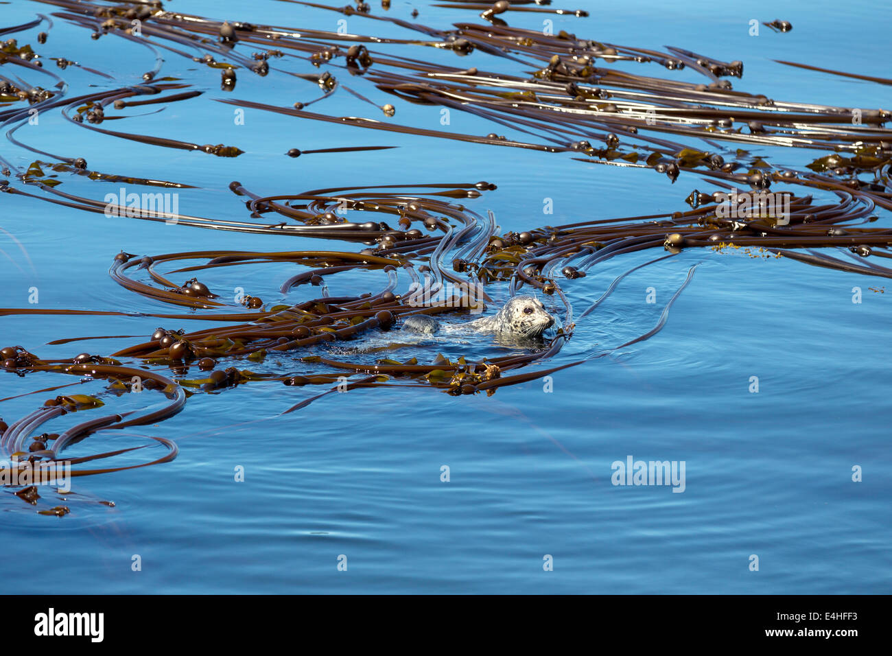 Horizontal photo of healthy mature seals inside of a kelp reef on the ...