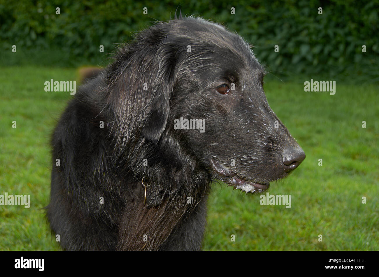 Dog soaking wet hi-res stock photography and images - Alamy