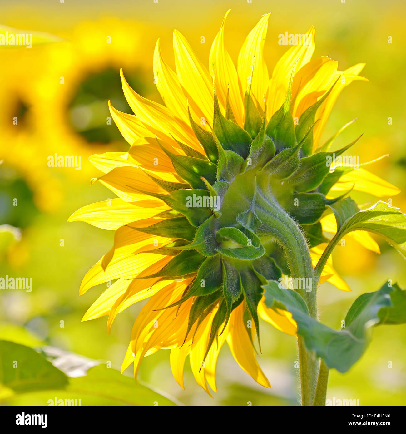 Big bright happy sunflower hi-res stock photography and images - Alamy