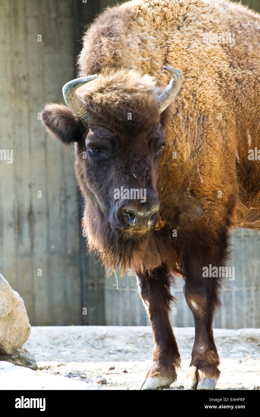 Head on American Bison Stock Photo - Alamy