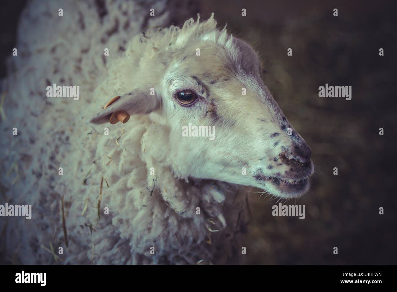 A young sheep , lamb Stock Photo - Alamy