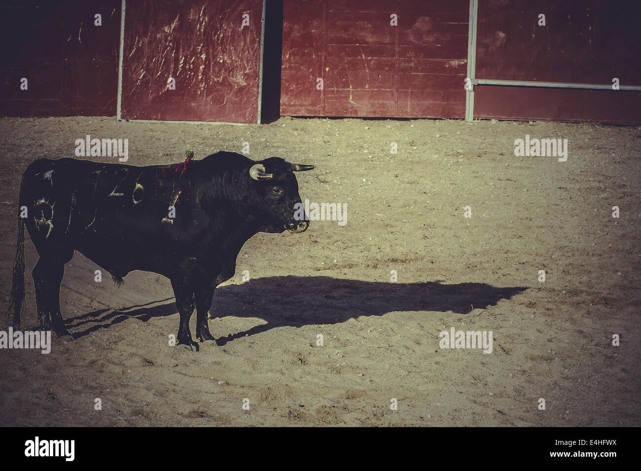 bullring, bullfight, traditional Spanish party where a matador fighting ...