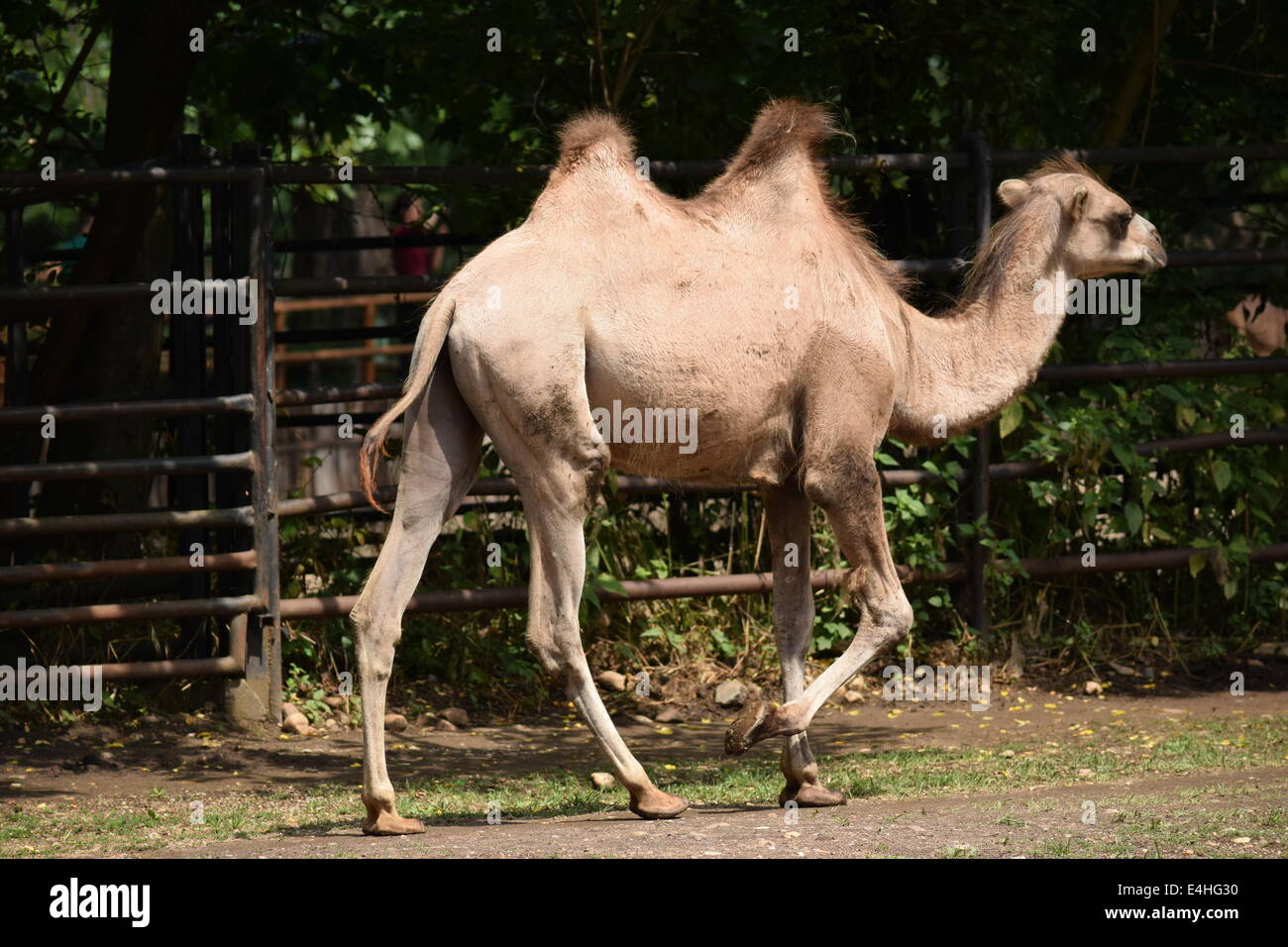 Abstract image of camel hi-res stock photography and images - Alamy