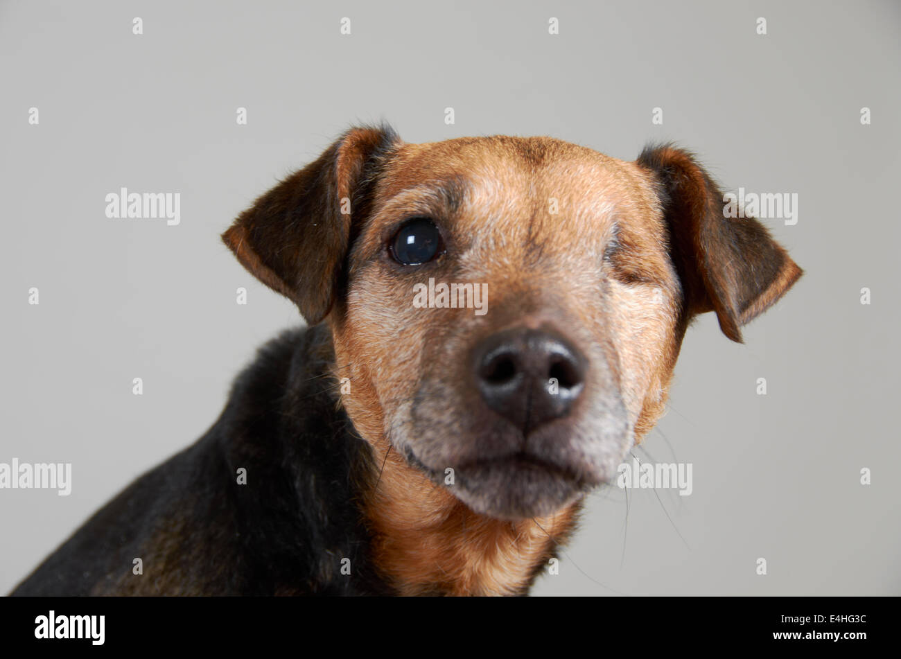 Jack Russell Terrier with one eye missing Stock Photo - Alamy