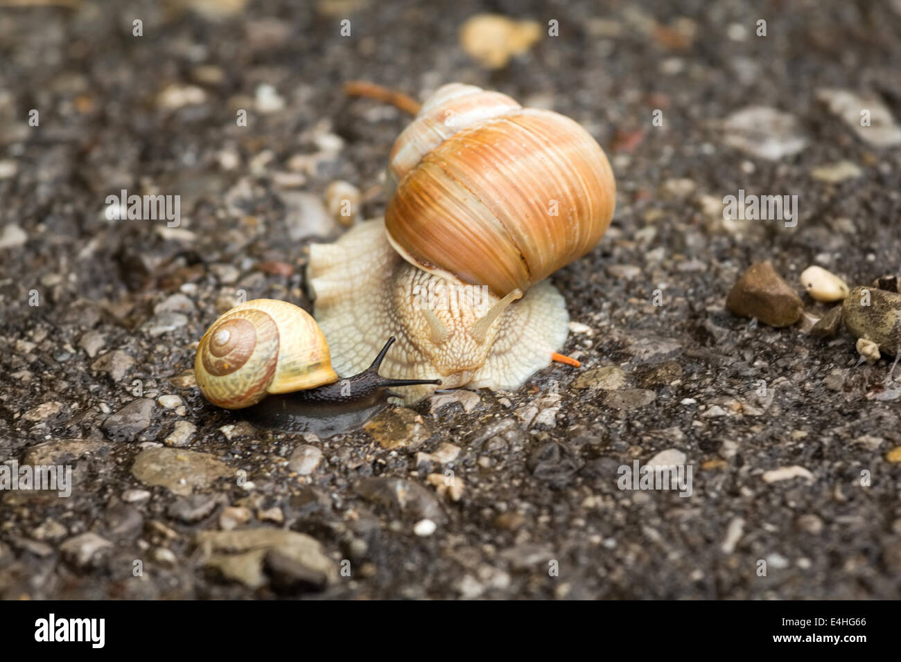Two snail hi-res stock photography and images - Alamy