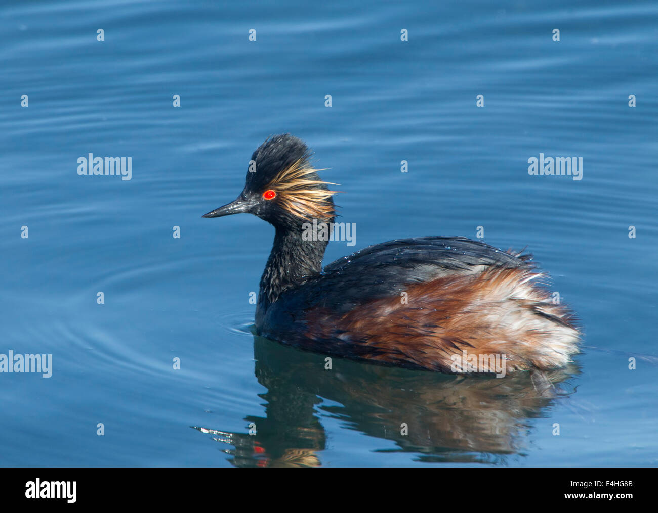 Eared Grebe in breeding plumage Stock Photo - Alamy