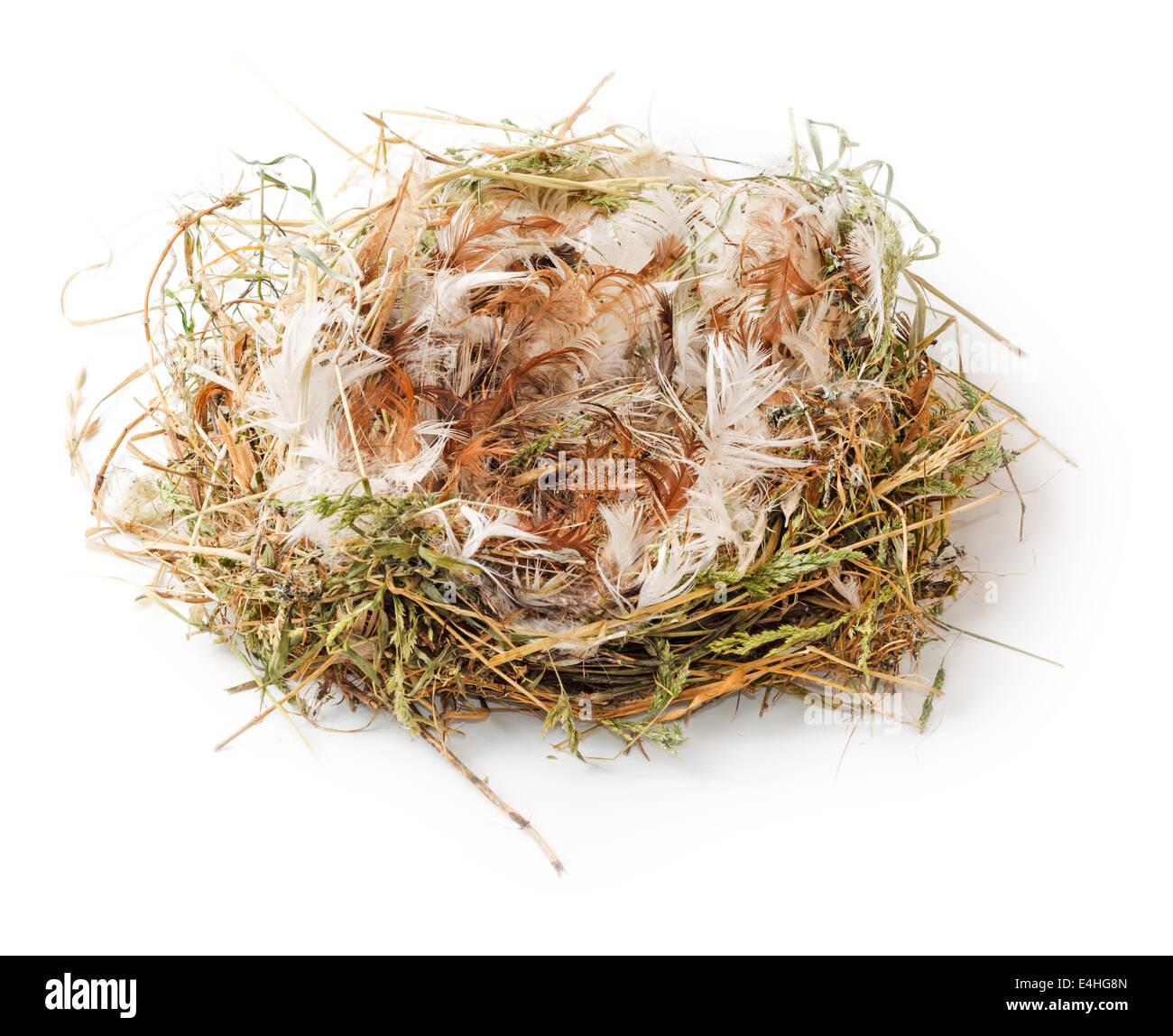 Empty nest house hi-res stock photography and images - Alamy