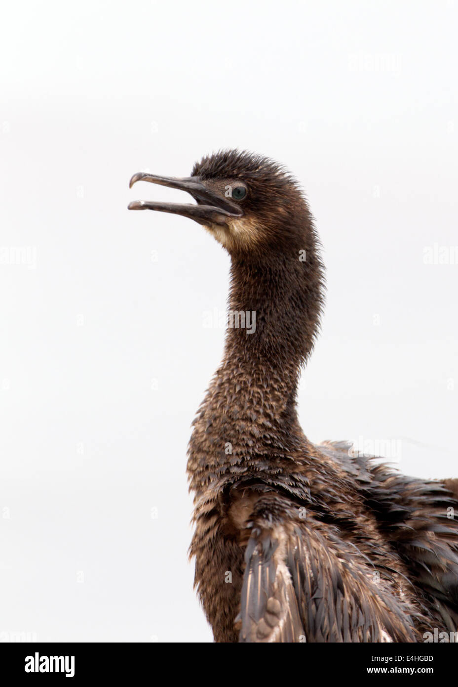 Brandts cormorant hi-res stock photography and images - Alamy