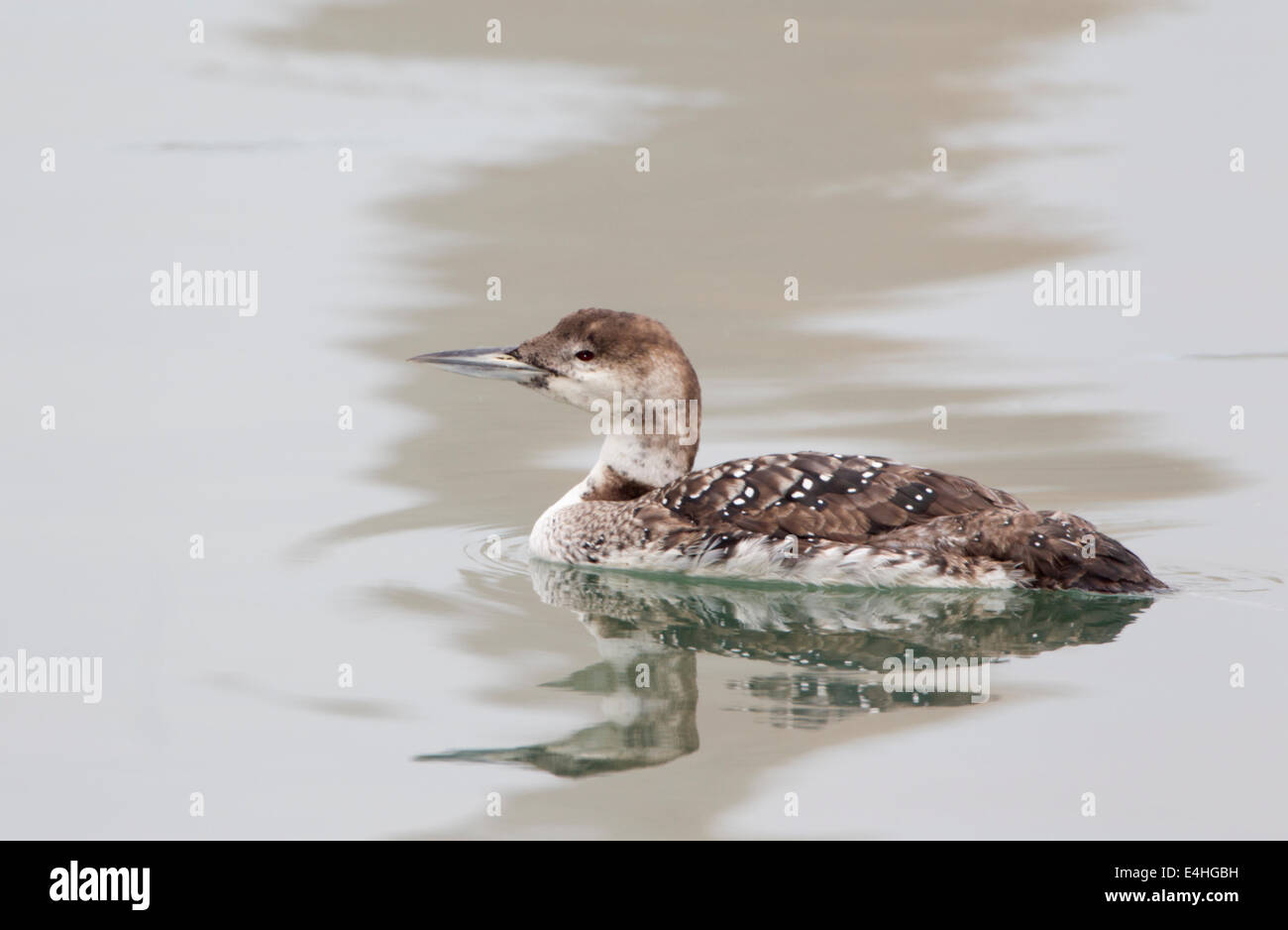 Common loon great northern diver hi-res stock photography and images - Alamy