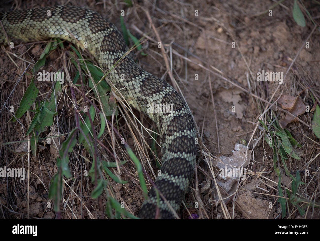 Rattlesnake ranch hi-res stock photography and images - Alamy