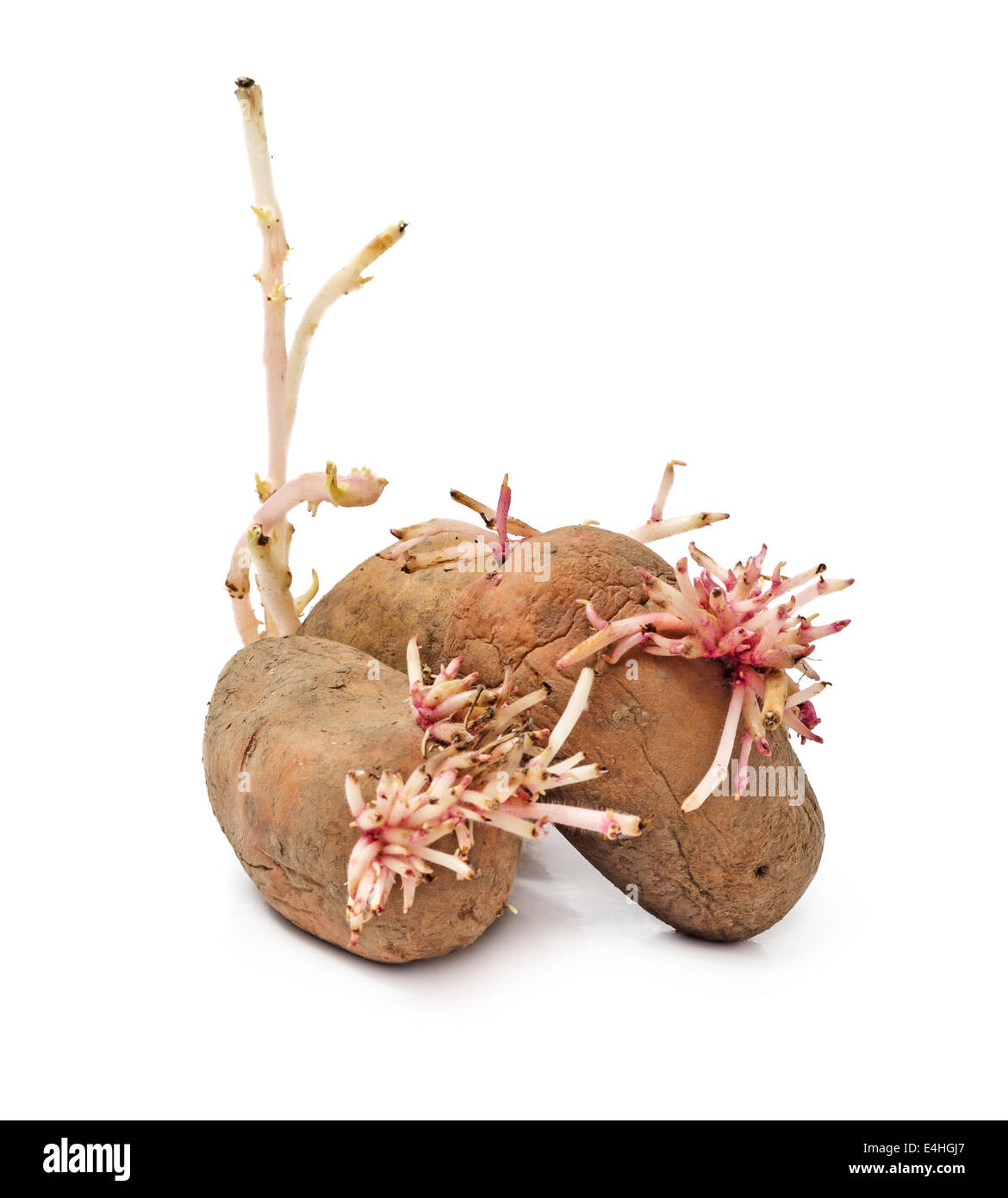 Sprouting potato isolated on white background Stock Photo - Alamy