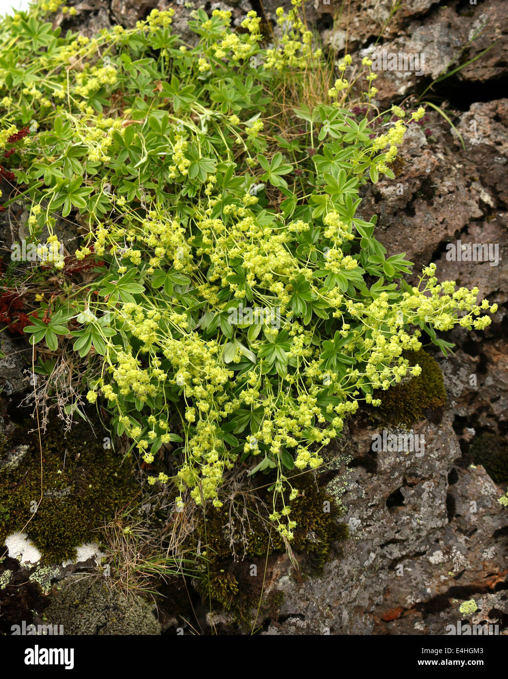 Lava rock with plant hi-res stock photography and images - Alamy