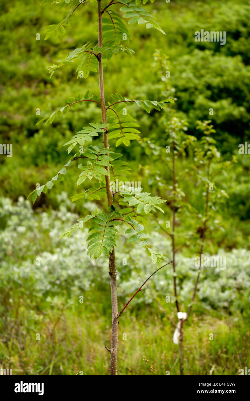 Mountain Ash tree up close Stock Photo - Alamy