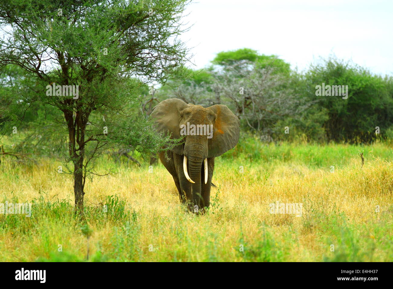 Tusker hi-res stock photography and images - Alamy