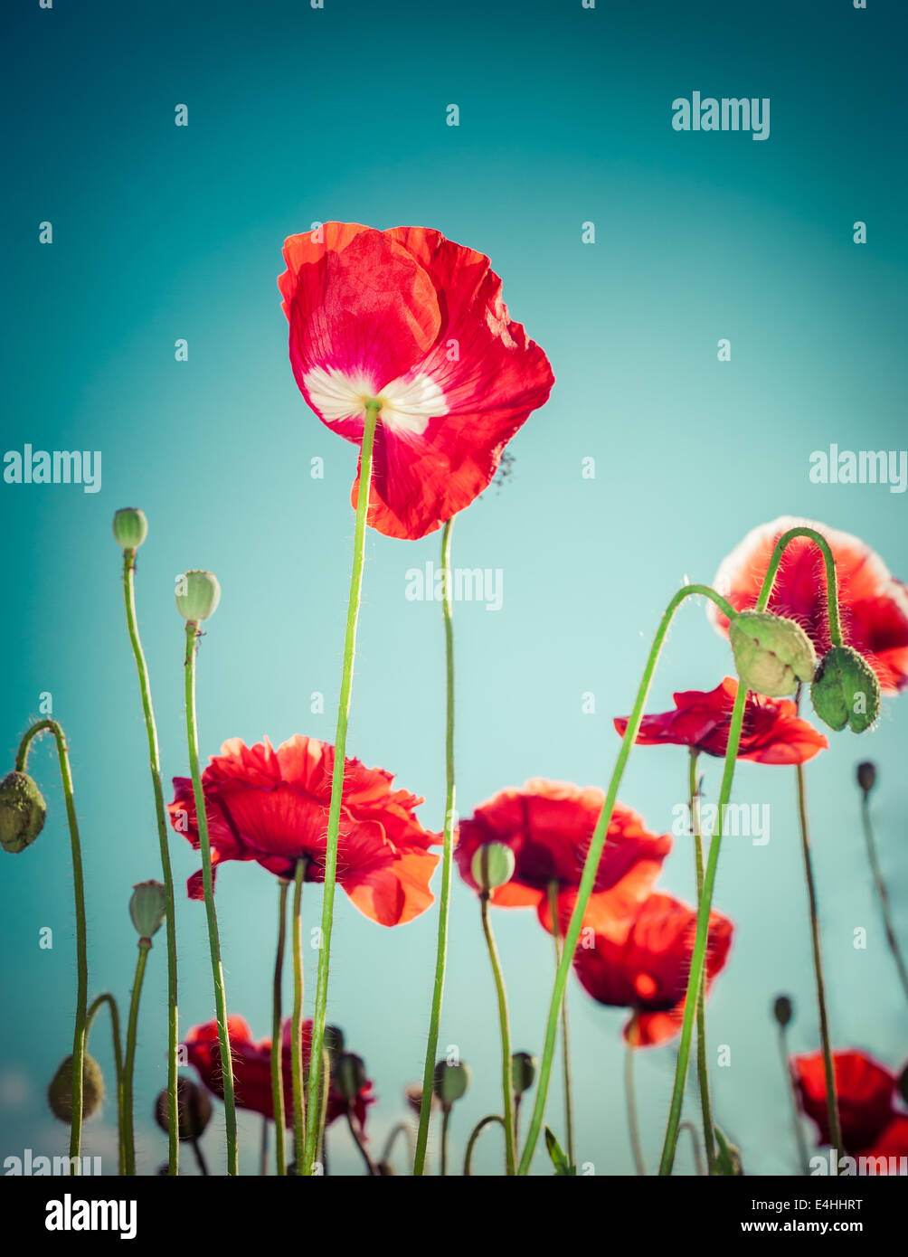 Wild poppy flowers on summer meadow Stock Photo - Alamy