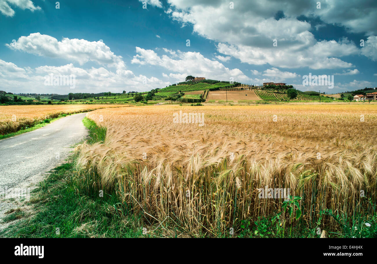 Cereal crops and farm in Tuscany, Italy Stock Photo - Alamy