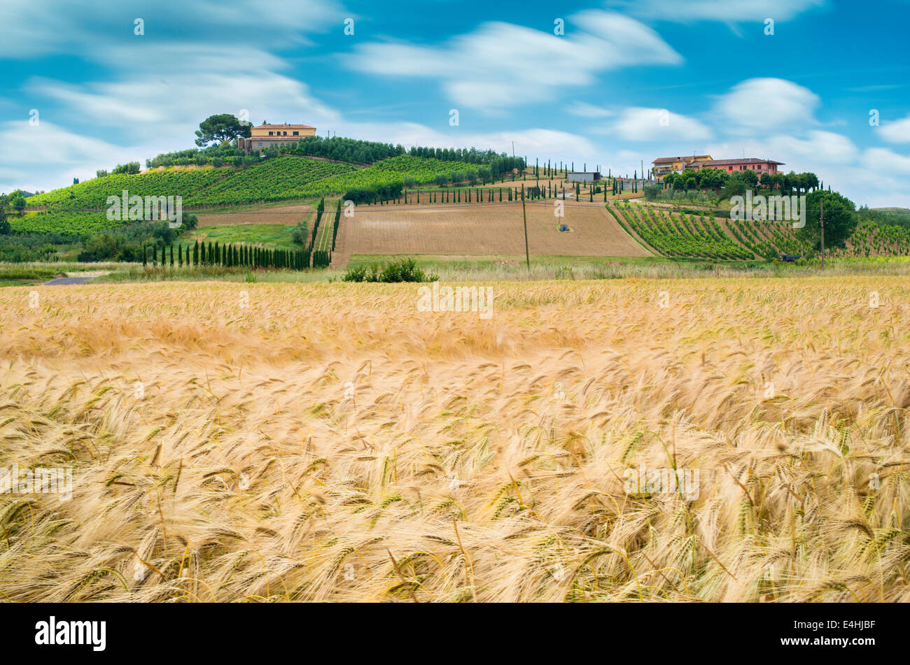 Cereal crops and farm in Tuscany, Italy Stock Photo - Alamy