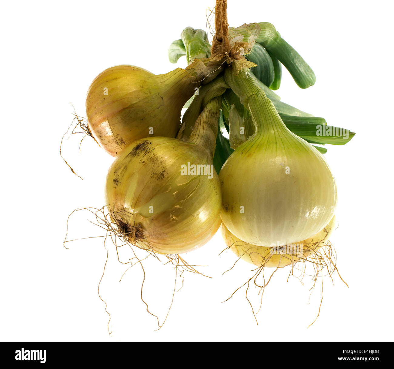 bunch of hanging fresh onions isolted on white Stock Photo - Alamy