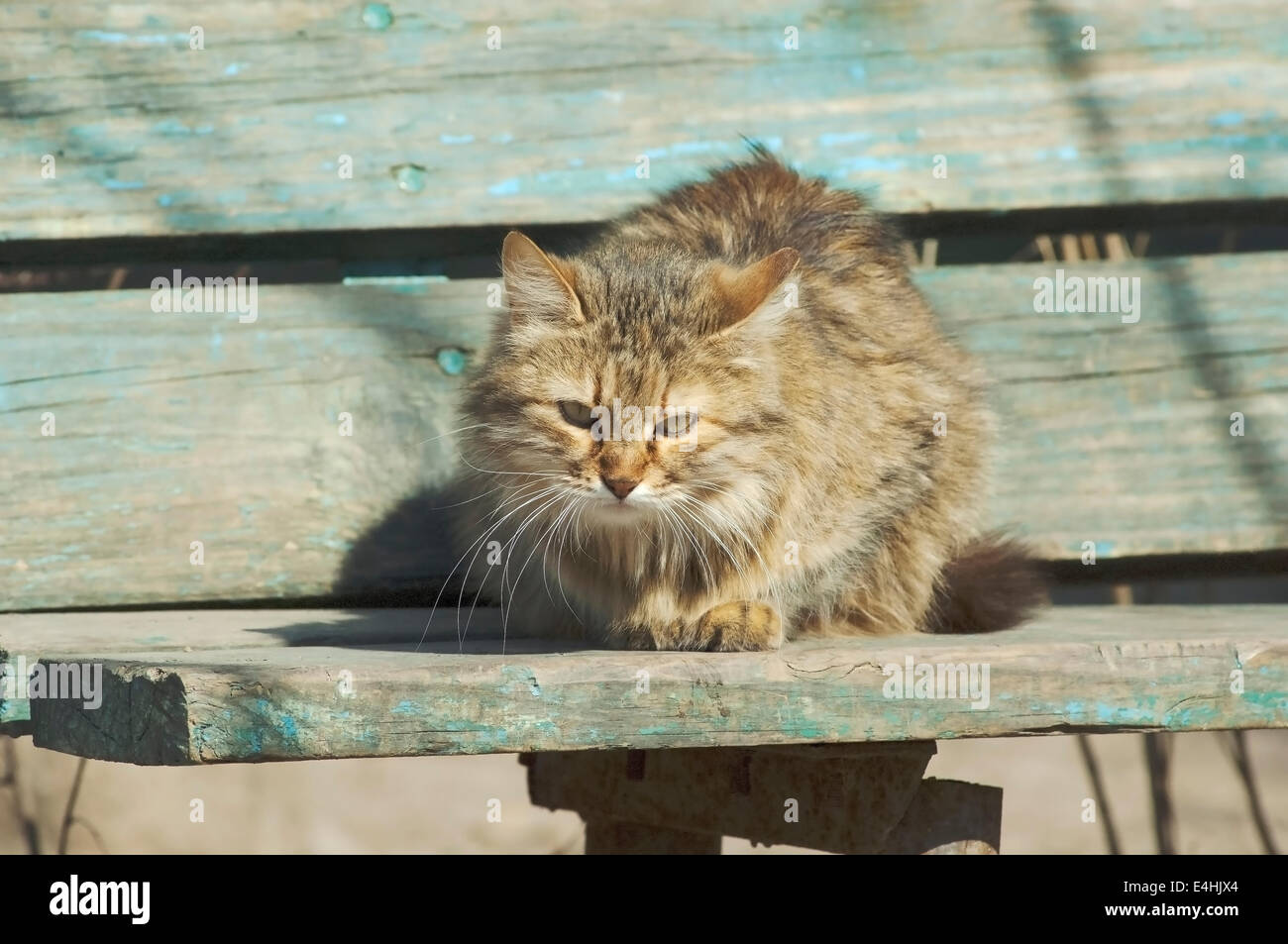 Cat sitting on a bench on sunny summer day and look forward to the ...