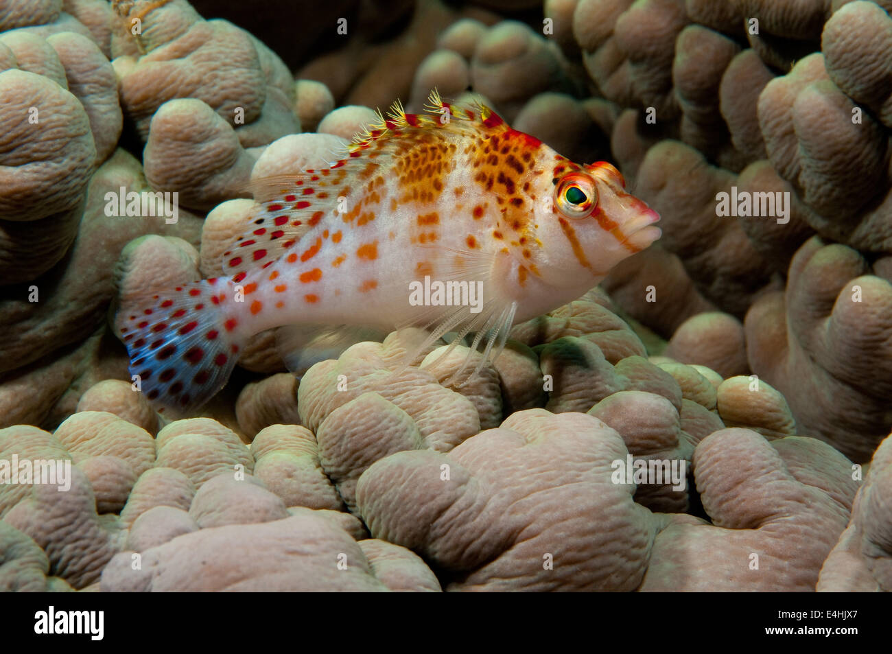 Dwarf Hawkfish (Cirrhitichthys falco), off Tomia Island, Wakatobi ...