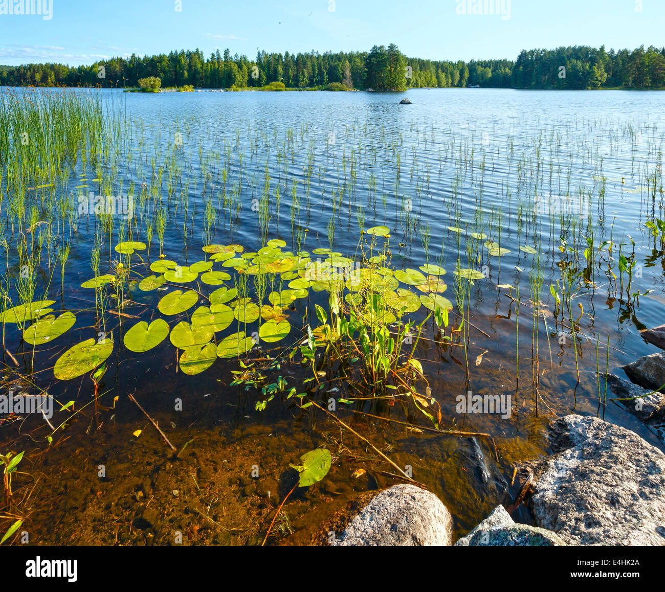 Lake summer view with forest on the edge ( Finland Stock Photo - Alamy