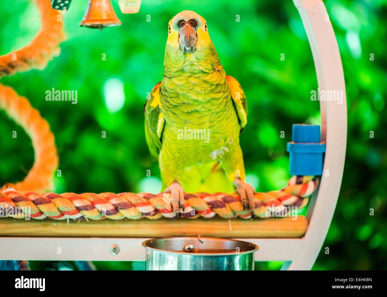 Green parrot perched on a swing Stock Photo - Alamy