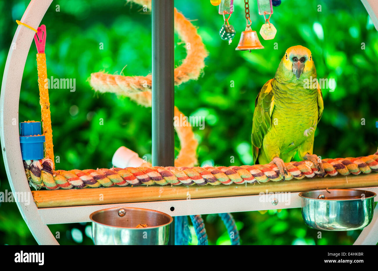 Parrot on a swing hi-res stock photography and images - Alamy
