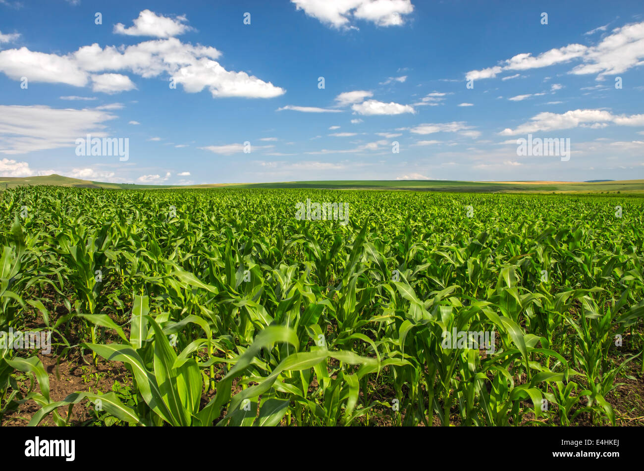 Corn field in a beautiful summer day Stock Photo - Alamy