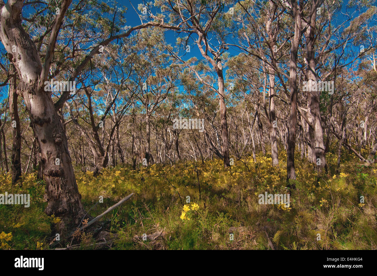 Acacia pycnantha hi-res stock photography and images - Alamy