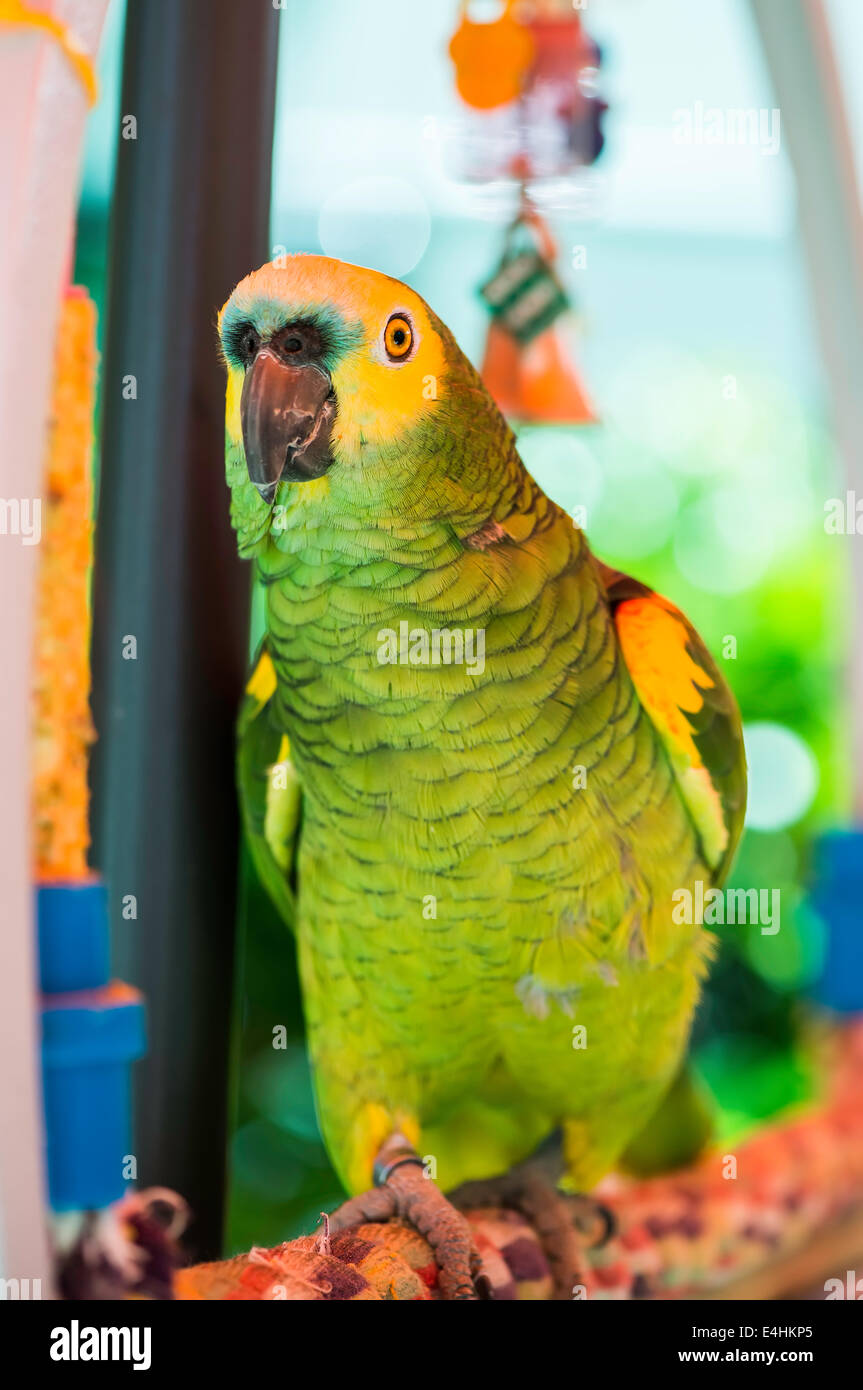 Parrot on a swing hi-res stock photography and images - Alamy