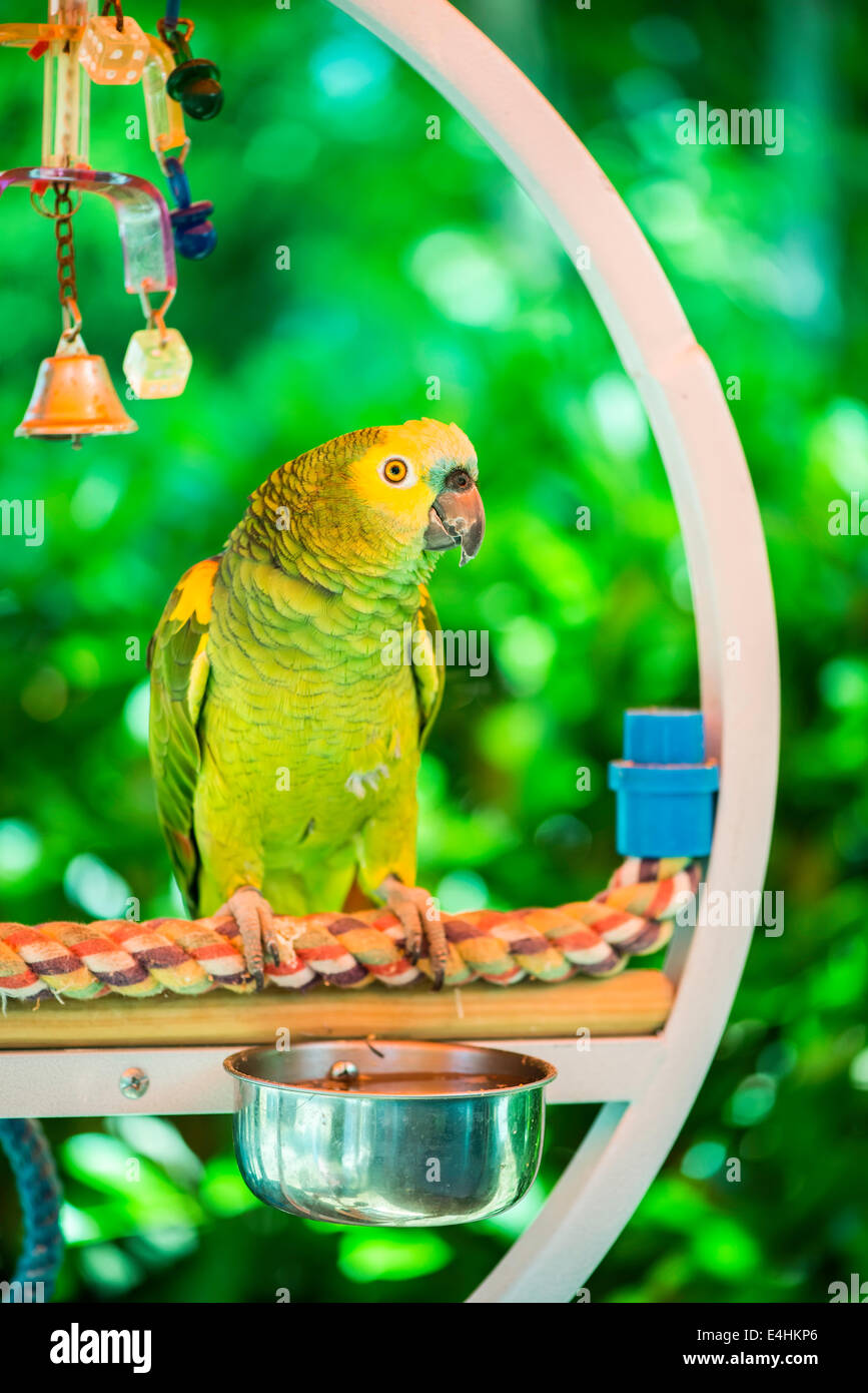 Green parrot perched on a swing Stock Photo - Alamy