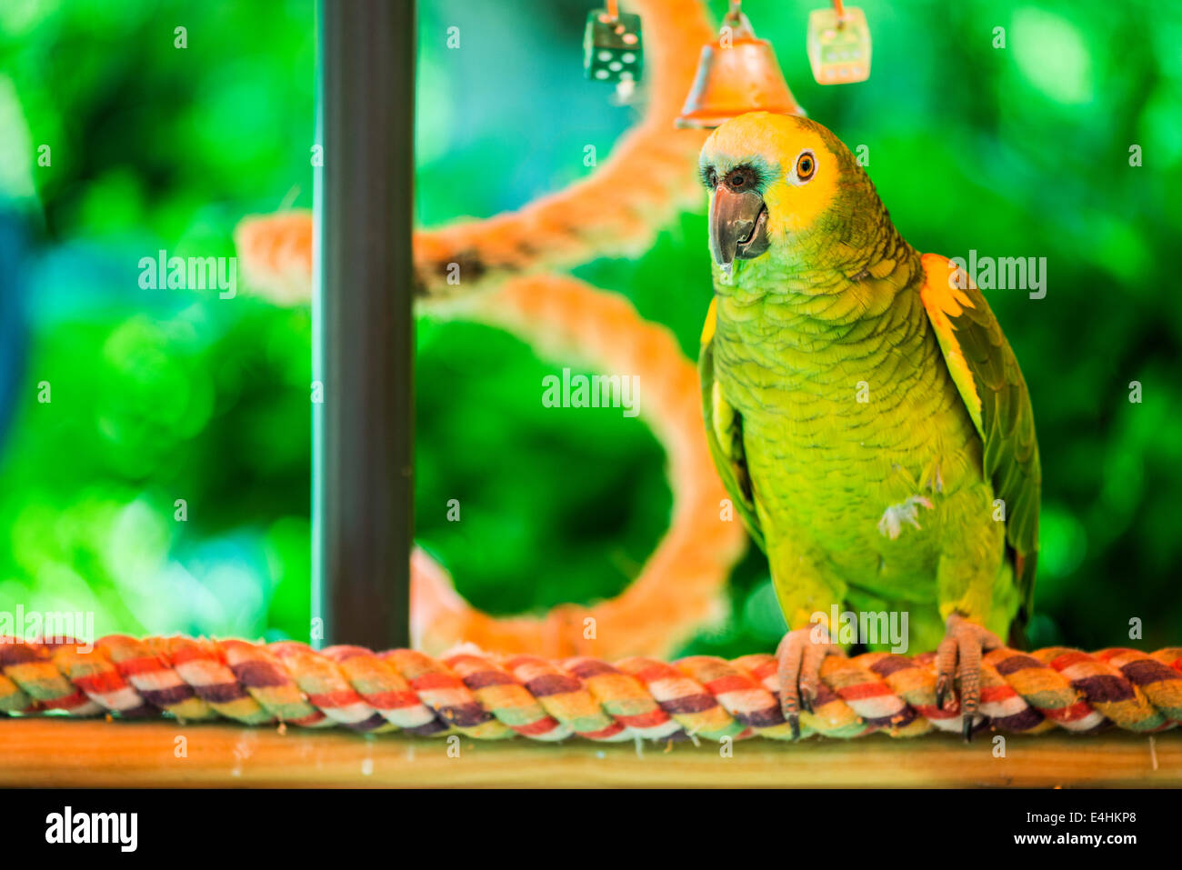 Green parrot perched on a swing Stock Photo - Alamy