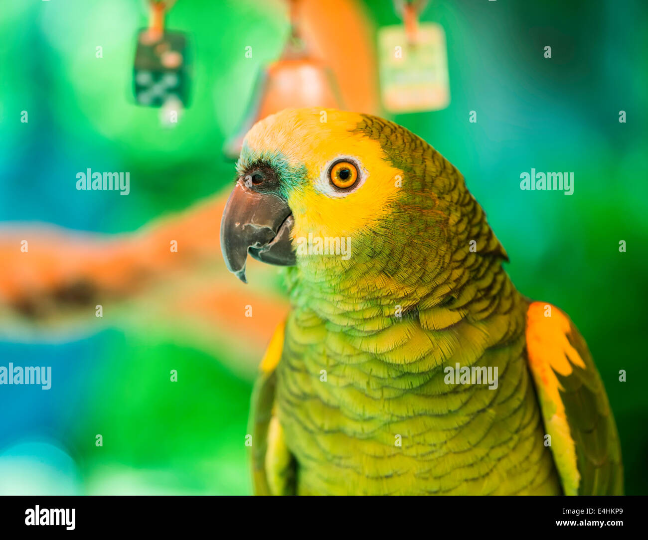 Parrot on a swing hi-res stock photography and images - Alamy