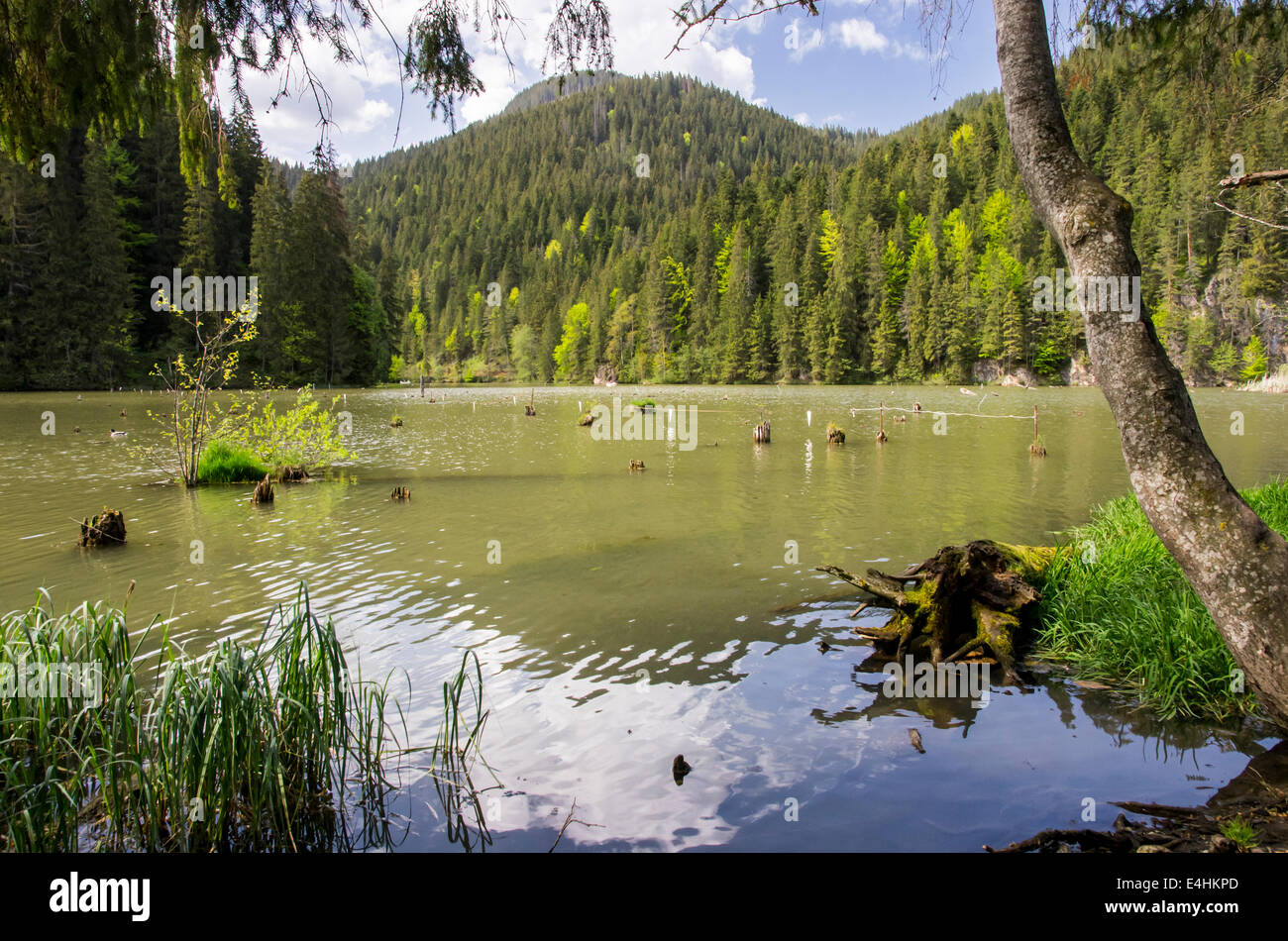 Natural dam lake in forest, Red Lake in Romania Stock Photo - Alamy