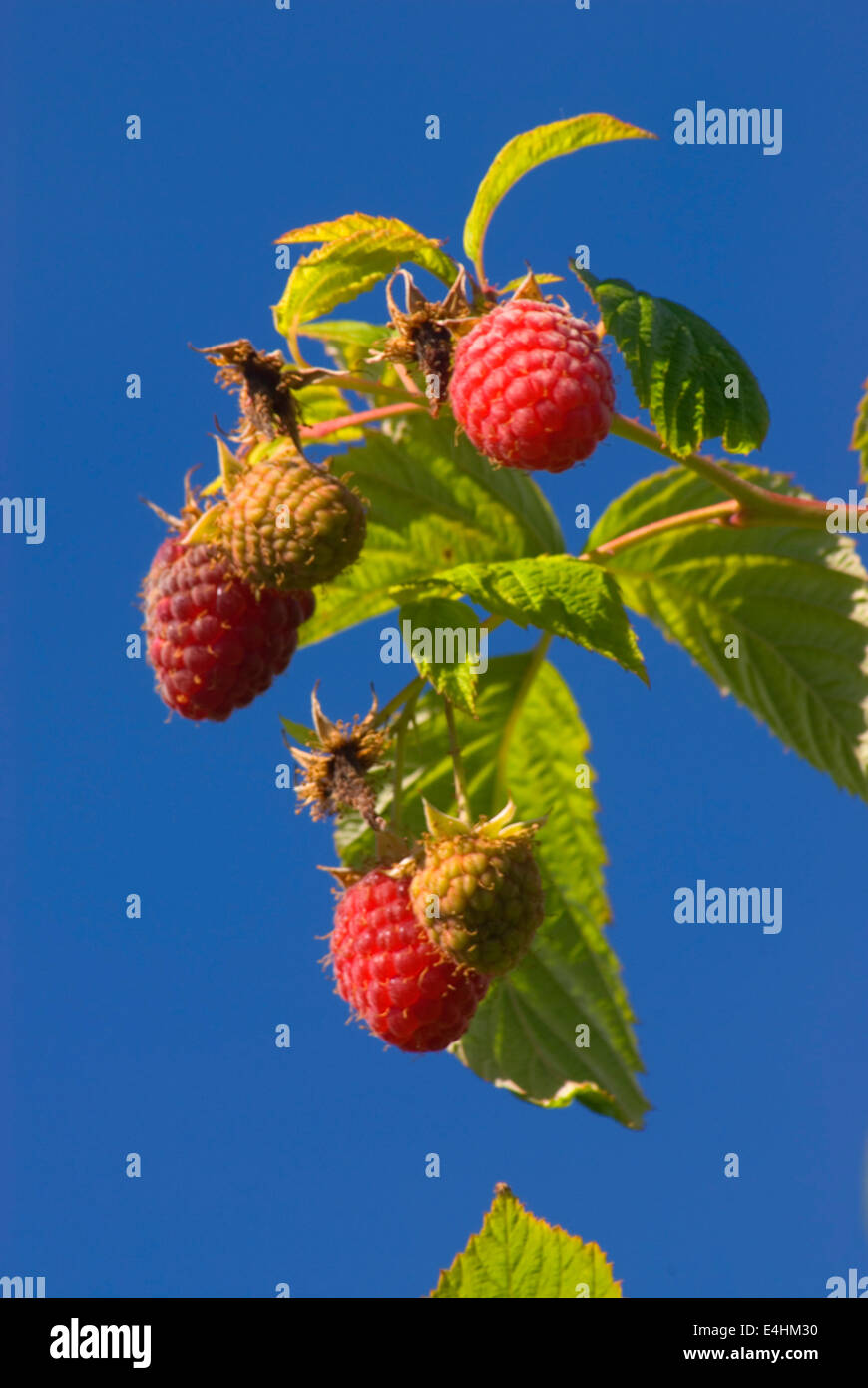 U-pick raspberries, Linn County, Oregon Stock Photo - Alamy