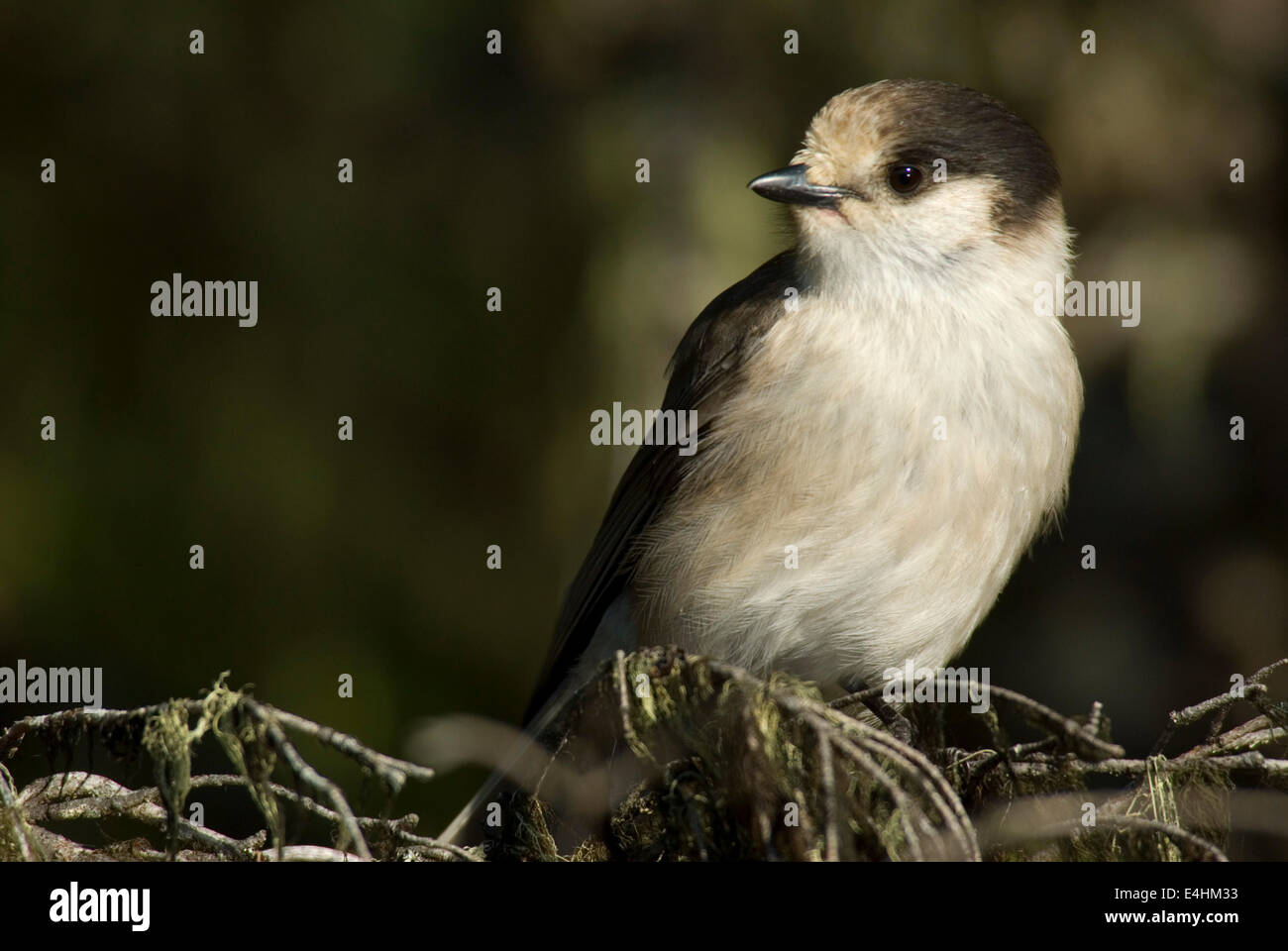 Gray jay (Perisoreus canadensis), Waldo Lake State Scenic Waterway ...