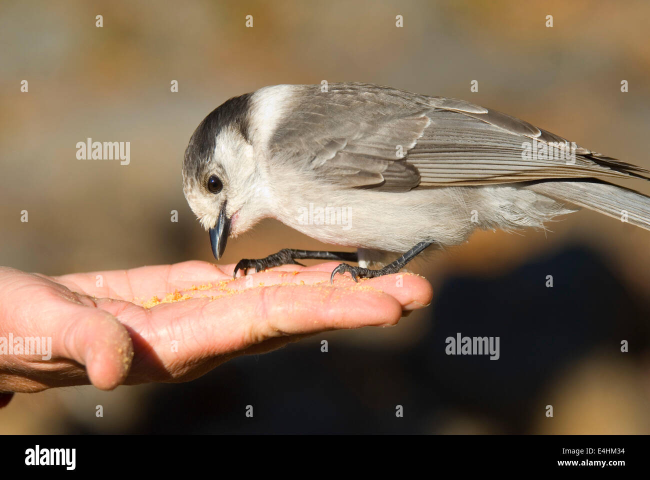Gray jay (Perisoreus canadensis), Waldo Lake State Scenic Waterway ...