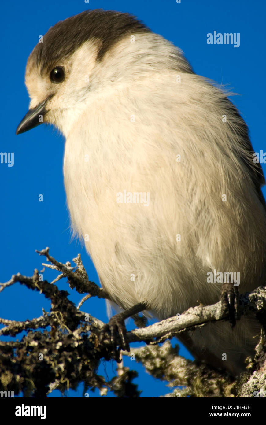 Gray jay (Perisoreus canadensis), Waldo Lake State Scenic Waterway ...