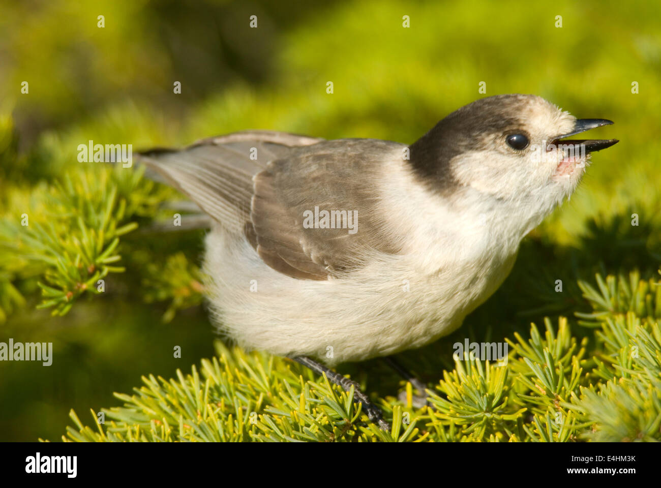 Gray jay (Perisoreus canadensis), Waldo Lake State Scenic Waterway ...