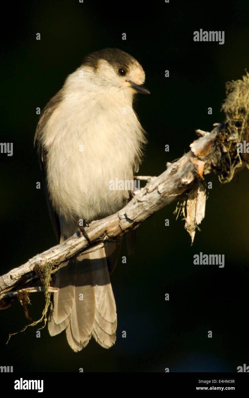Gray jay (Perisoreus canadensis), Waldo Lake State Scenic Waterway ...