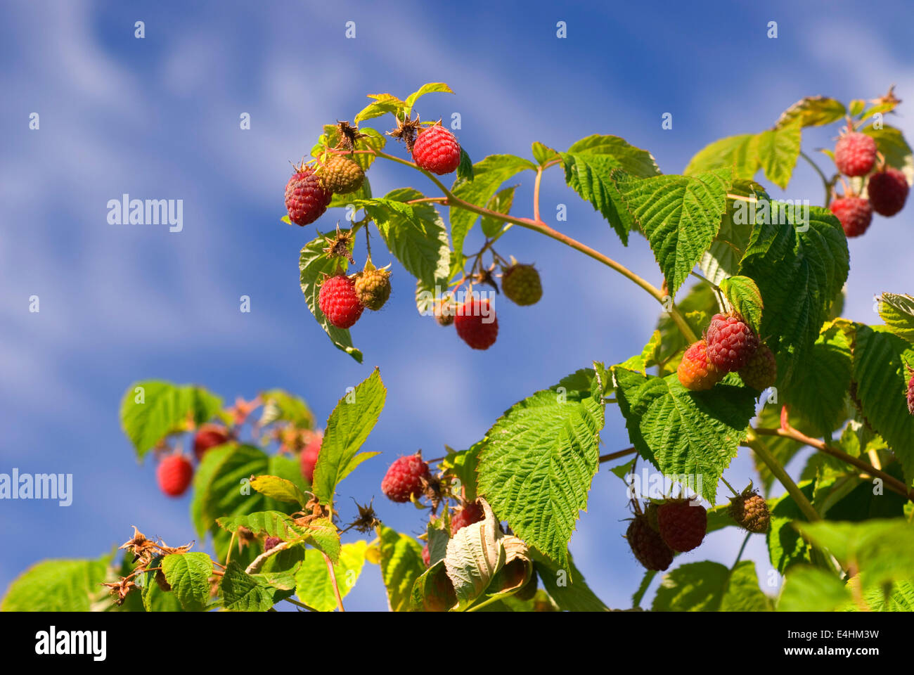 U-pick raspberries, Linn County, Oregon Stock Photo - Alamy
